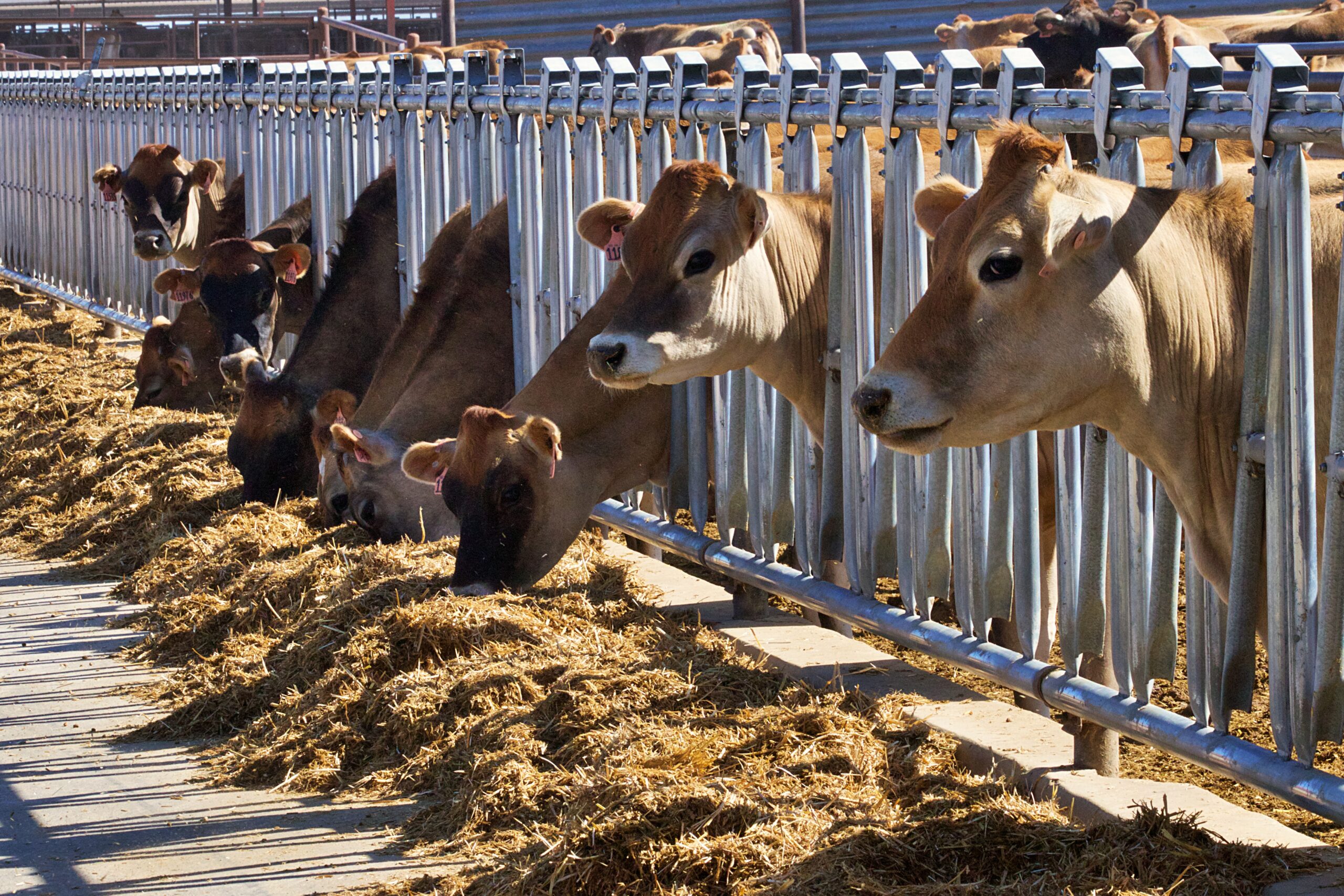 Farm & Dairy Business Services | AgriVision Farm Management